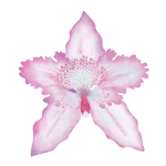 Crystal Candy Pink Rose Edible Flower Kit Wafer Paper Cake Decorations ...